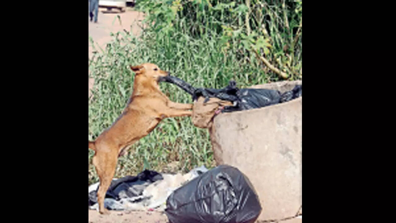 What Is The Deadly Dog Virus