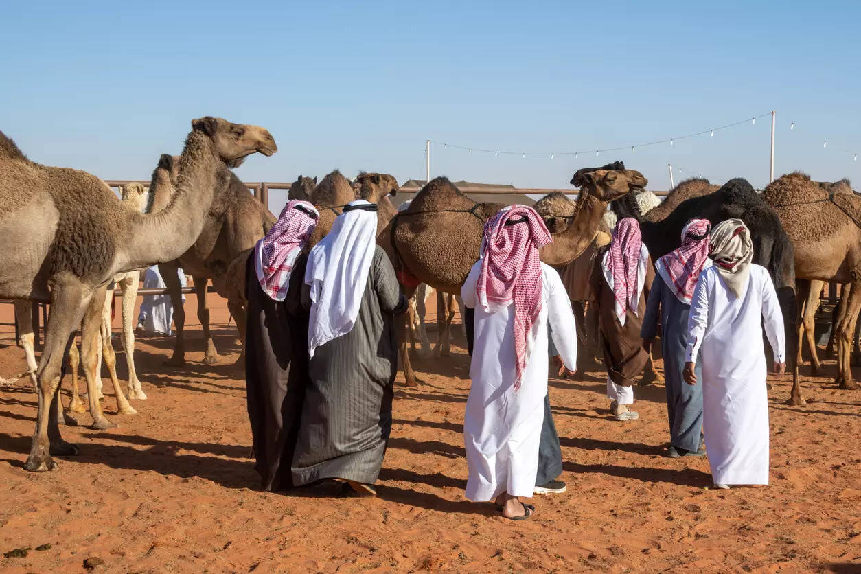 A camel beauty pageant? It happens only in Abu Dhabi, Abu Dhabi ...