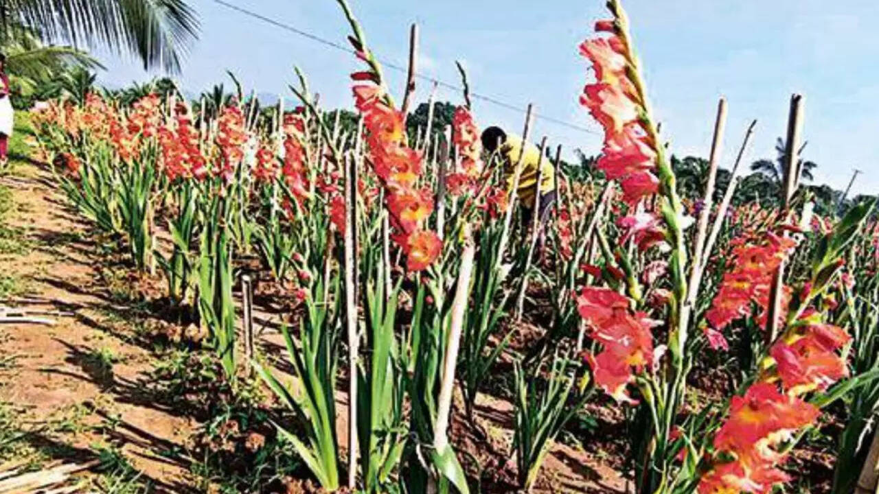 Gladiolus Flower Cultivation In India | Best Flower Site