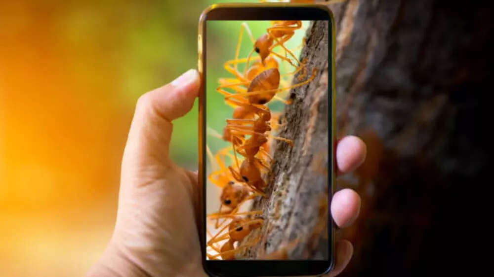 Explained: What is macro photography and how can you use it on ...