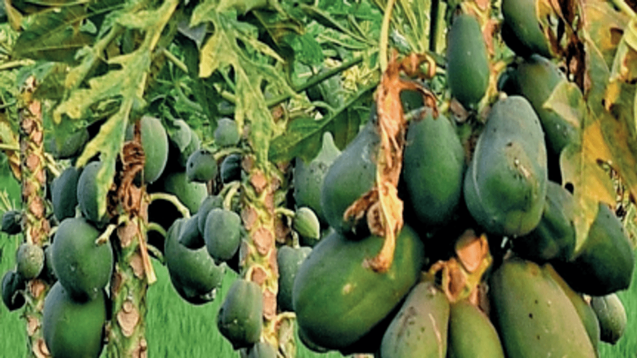 Thondamuthur, Coimbatore: Map, Property Rates, Projects, Photos ...