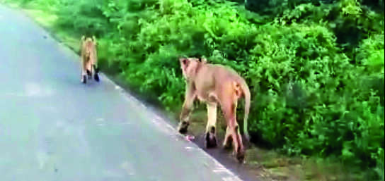 Para Bazaar, Rajkot: Map, Property Rates, Projects, Photos, Reviews, Info