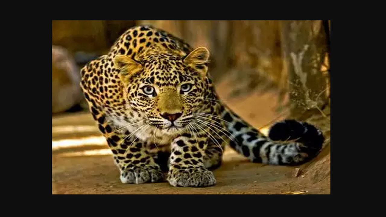 Neelambur, Coimbatore: Map, Property Rates, Projects, Photos, Reviews, Info