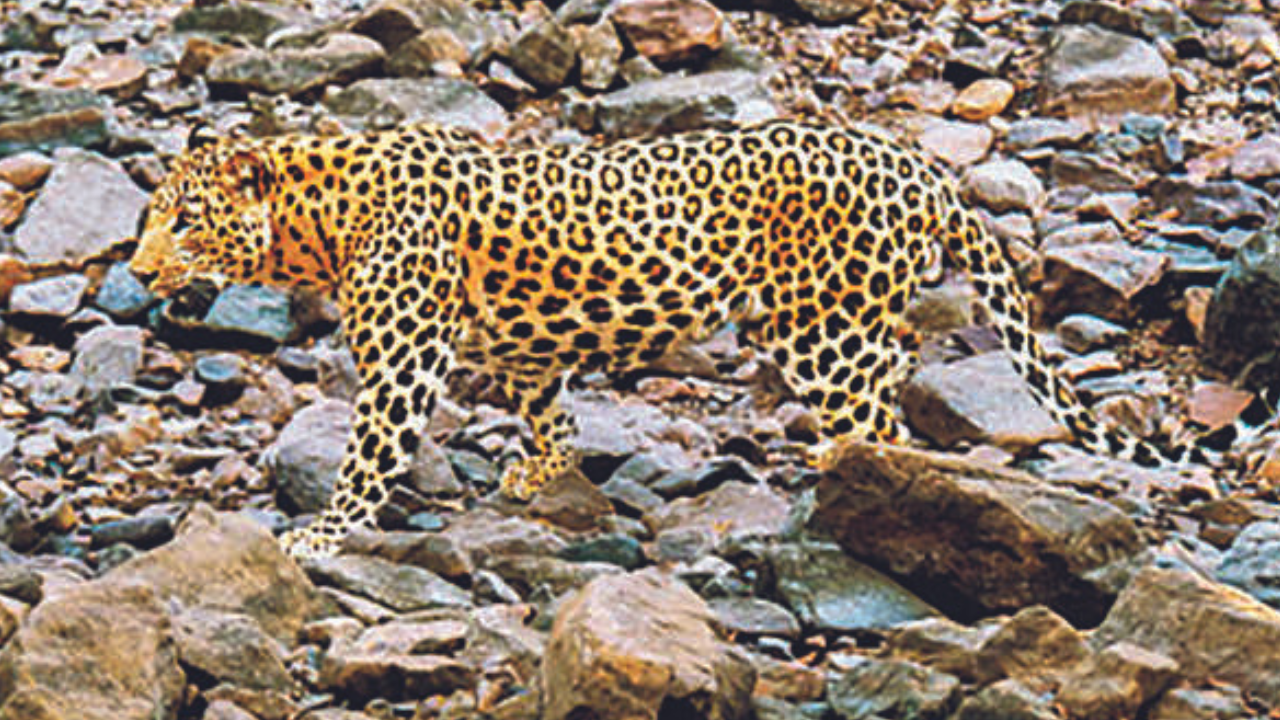 Dak Pathar, Dehradun: Map, Property Rates, Projects, Photos, Reviews, Info