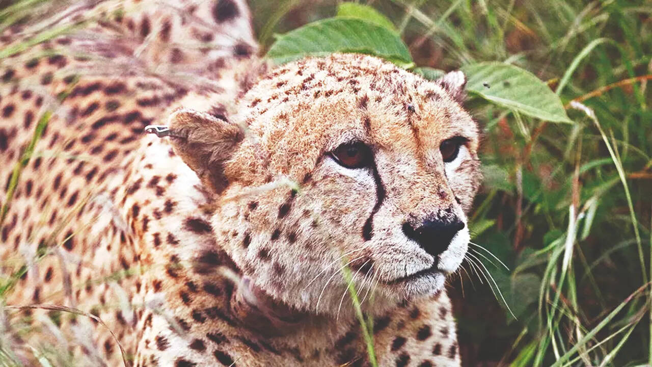 Savanur, Haveri: Map, Property Rates, Projects, Photos, Reviews, Info