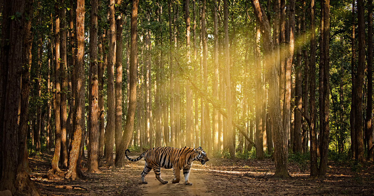 20 photos from India's jungles! | Times of India