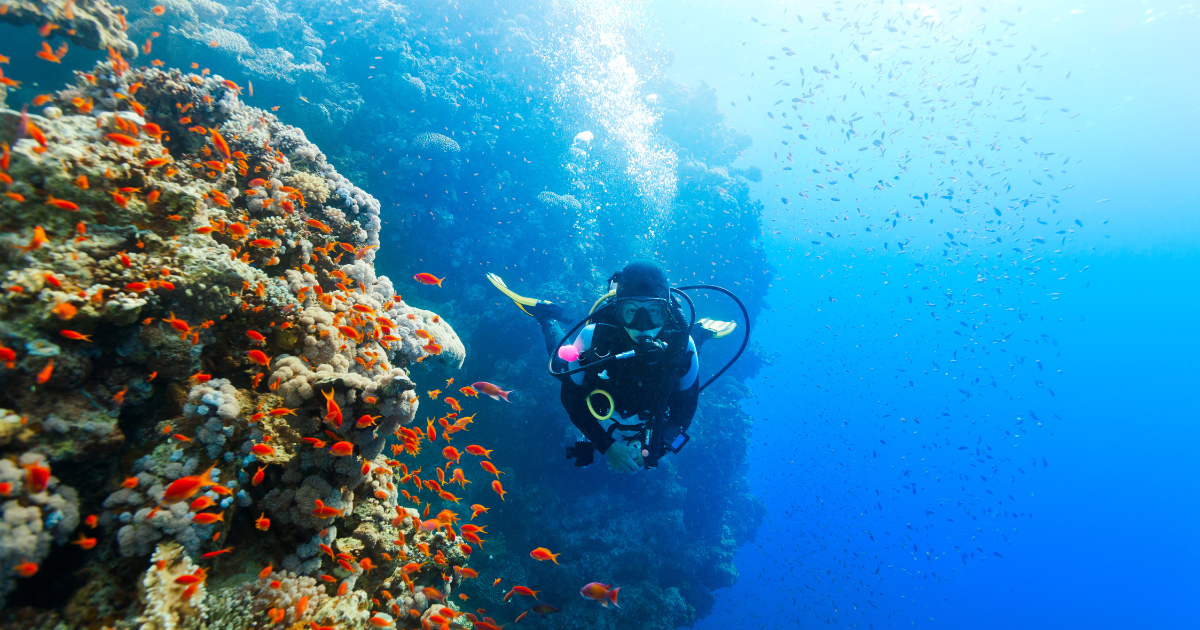 Places that are perfect for scuba diving in India | Times of India