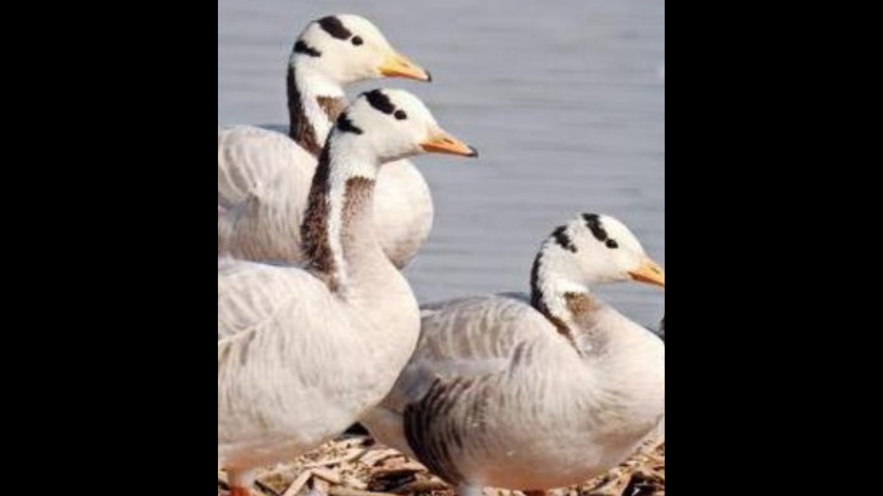 Sardhana Road, Meerut: Map, Property Rates, Projects, Photos, Reviews, Info