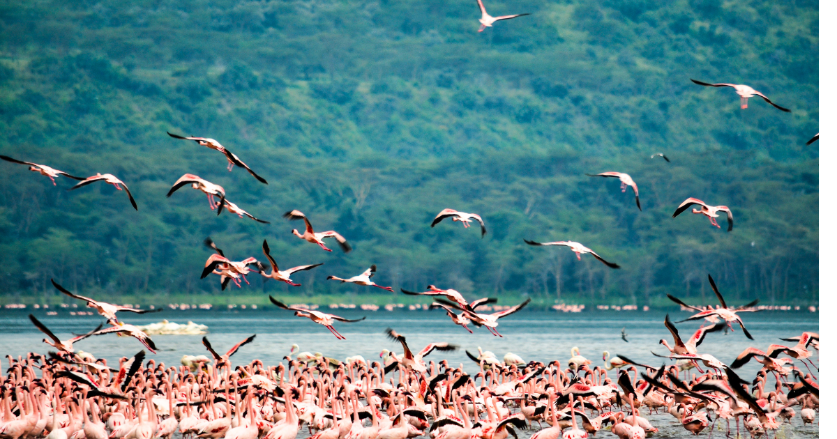 Best places to spot exotic migratory birds in India! | Times of India