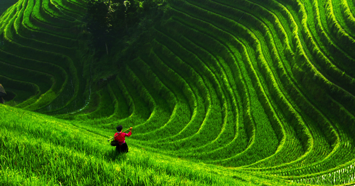 In pictures: Incredible rice terraces across the world | Times of India