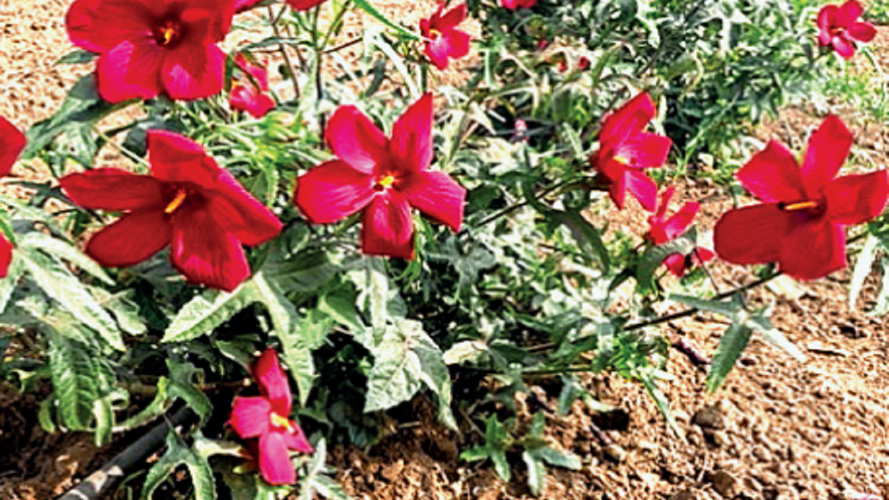 Undera Village, Vadodara: Map, Property Rates, Projects, Photos ...