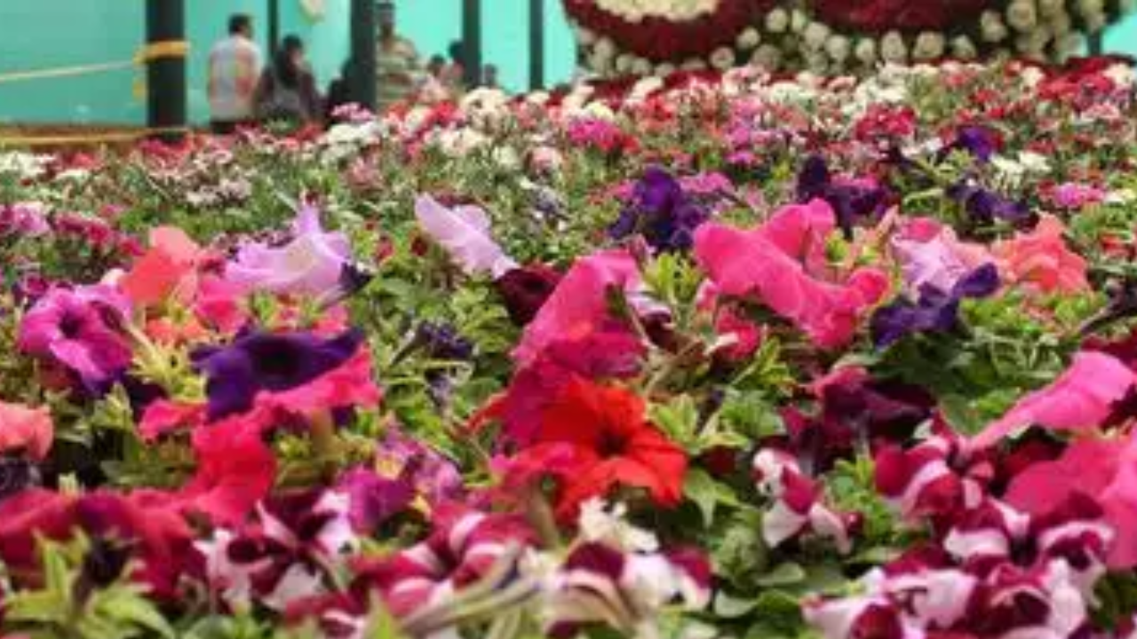 Naveen Shahdara Delhi at Patrice Hassinger blog