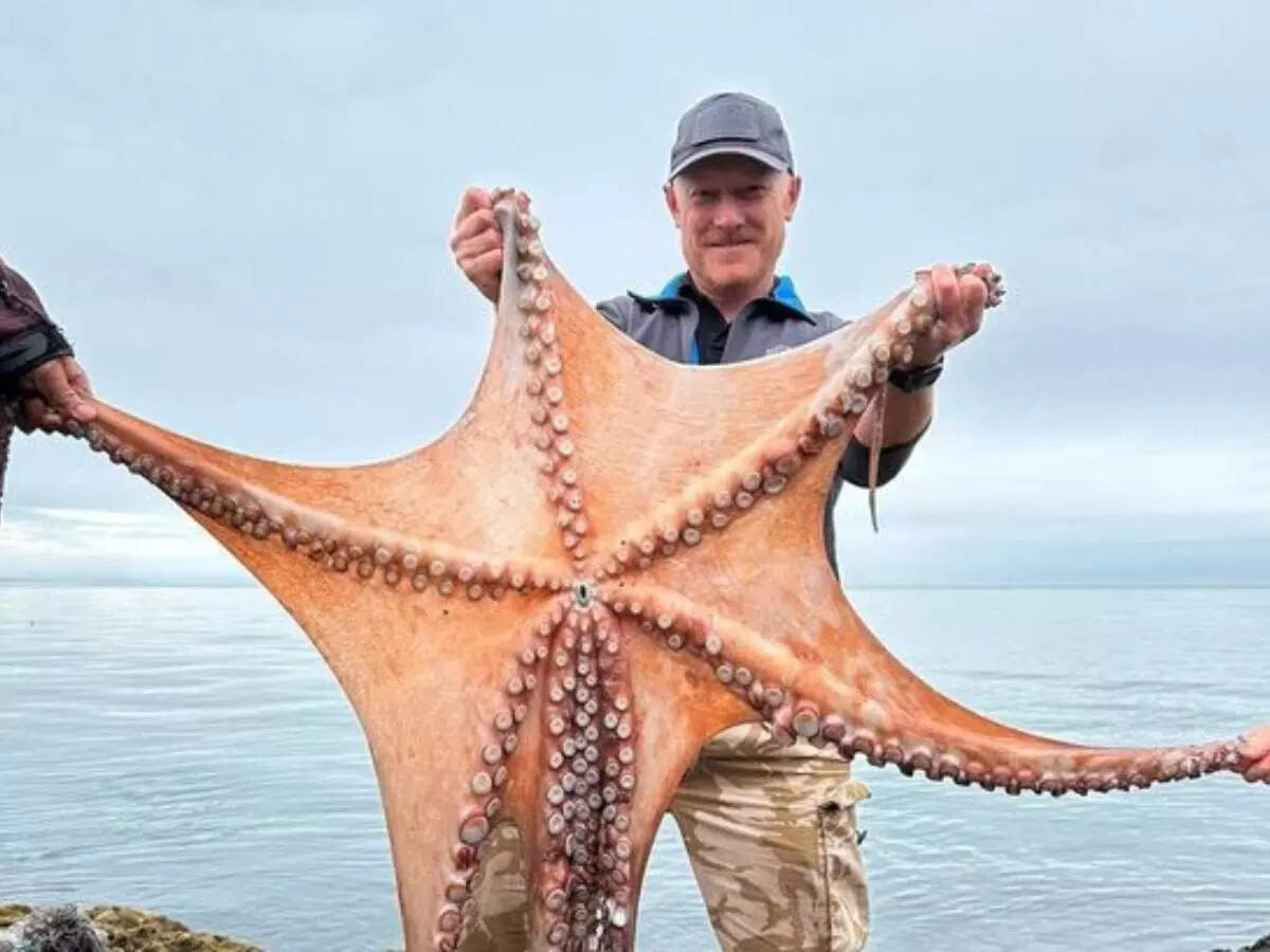 Enormous Octopus washes up on South African beach, man cooks it for tea ...