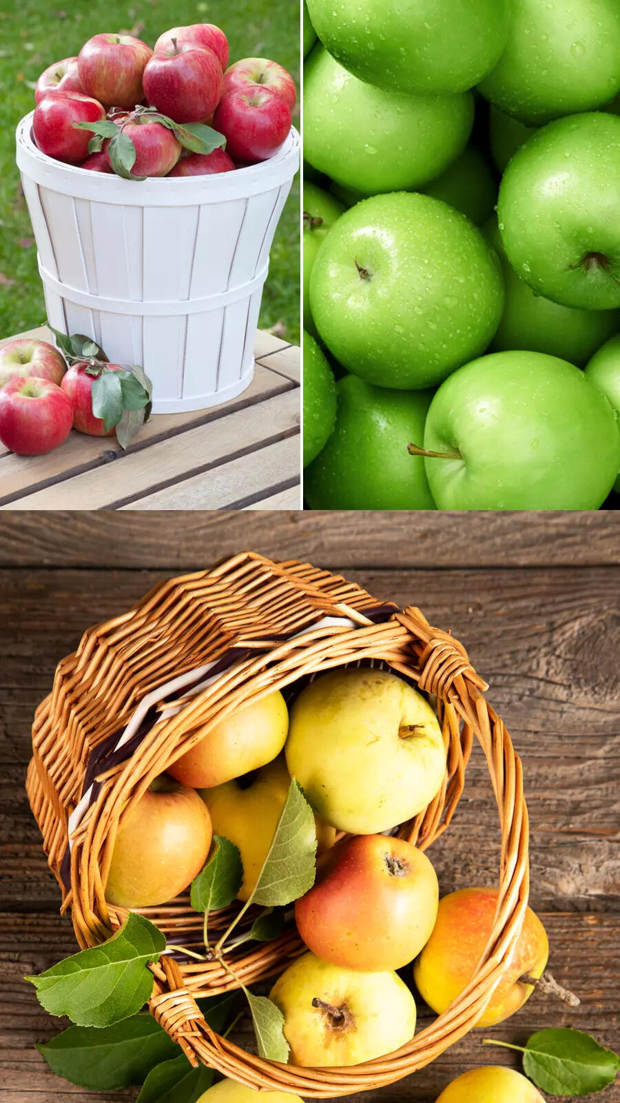 Green Apple Varieties