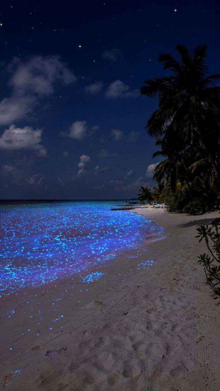 Black Sand Beach At Night
