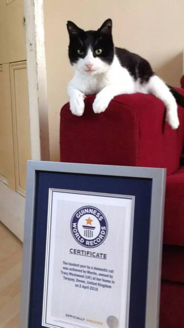 Smallest Cat In The World Guinness 2022