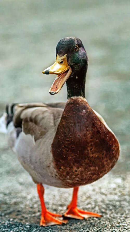 Bengaluru cobbler's kind act of sheltering stray dogs…