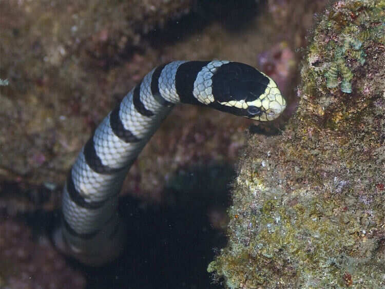 Belchers Sea Snake