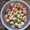 What is white jamun, and why is it a must-have in summer