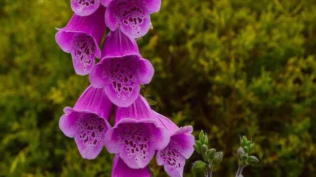 Foxglove bloom paints the Kashmir valley pink and white!, Jammu And ...