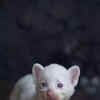Baby Albino Dieren