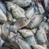Bacterial Infection: Shocking! Woman loses limbs from bacterial ...