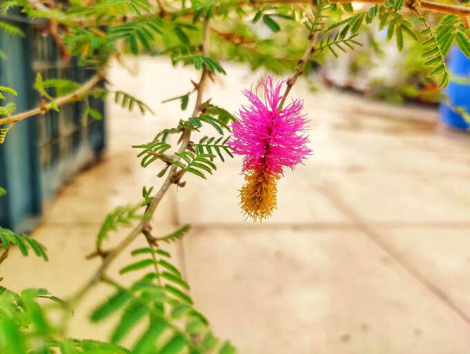 When Lord Rama offered prayers to the Shami tree: Reasons to have the ...