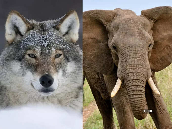 From Wolf to Elephants ; Find your perfect zodiac spirit animal | The ...