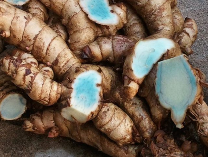 Black Turmeric Benefits: Black Turmeric with high curcumin: How it can ...