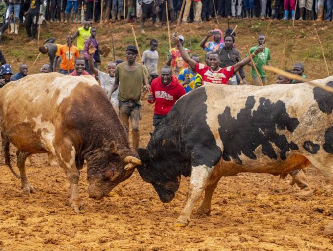 Kenya's Kakamega welcomes New Year with traditional bullfighting | See pics | The Times of India