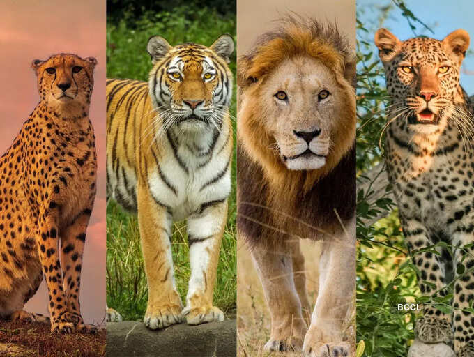 Cheetah vs Tiger vs Lion vs Leopard: What makes them different | The ...