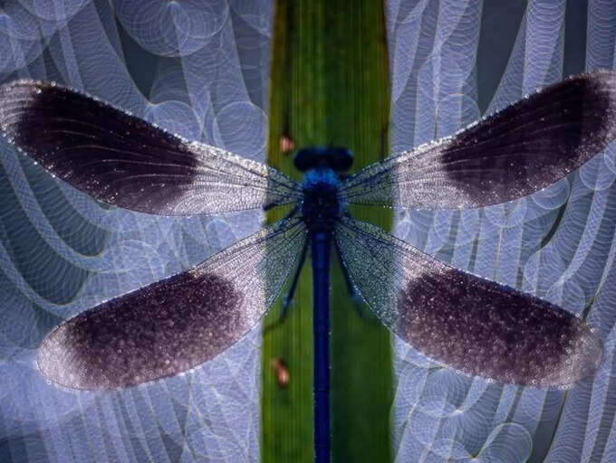 6 amazing award winning images unveil the hidden secrets of nature ...