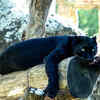 Black Images Of Animals