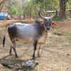 10 Indian cow breeds and what makes them unique