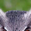 The 10 Most Beautiful Animals In The World Owlcation