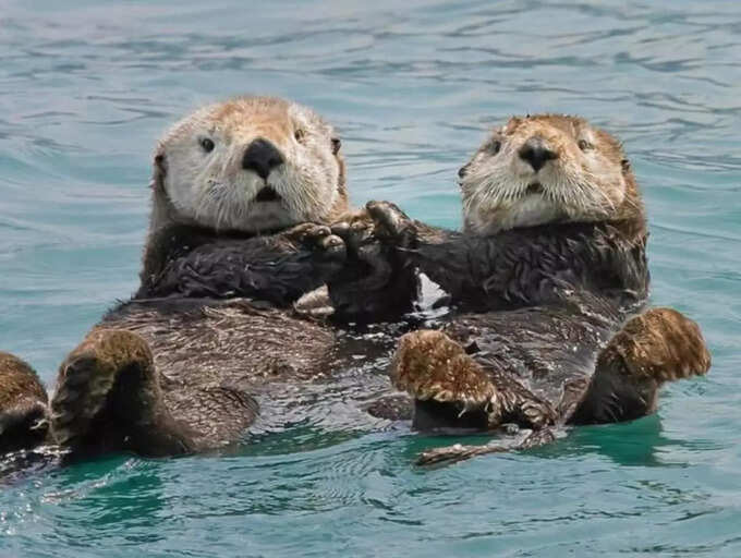 Sea otters hold hands while they sleep, and 5 other cute animal facts ...