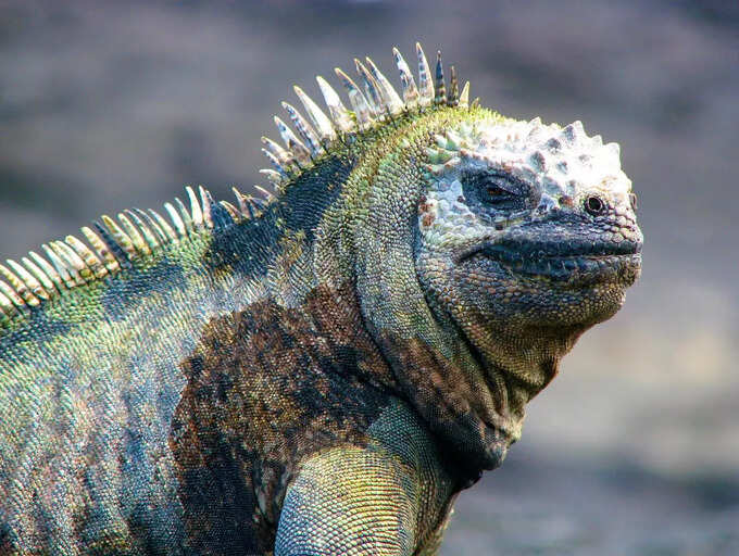 Fascinating creatures that live near volcanoes | The Times of India