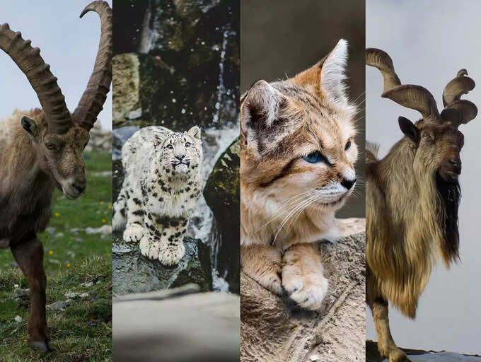 8 rare animals found in Pakistan | The Times of India
