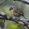 Most poisonous birds in the world