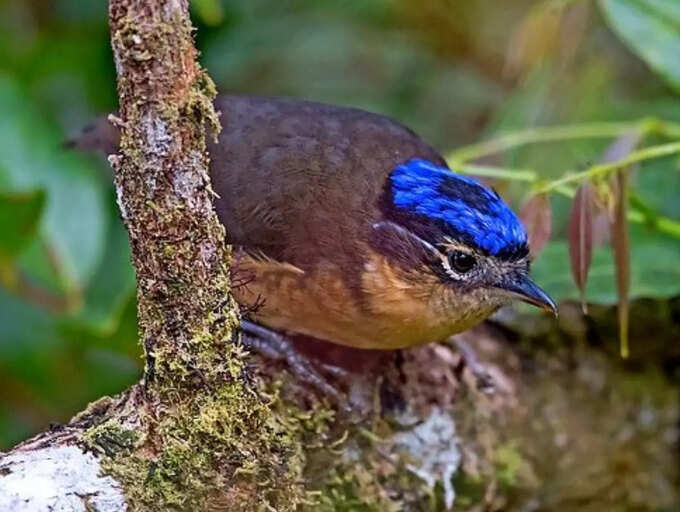 Most poisonous birds in the world | The Times of India