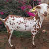 Indian goat breeds and their unique characteristics