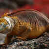 6 animals that survive near volcanoes and how