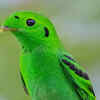 Green Birds Images