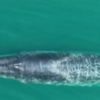 This giant whale has resurfaced after disappearing for more than a 100 ...
