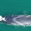 This giant whale has resurfaced after disappearing for more than a 100 ...