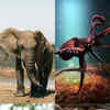 Most Intelligent Animals In Order