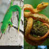 List Of 100 Most Unique And Endangered Reptiles Released