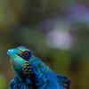 Beautiful Marine Animals