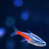 Most Beautiful Fish For Aquarium
