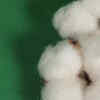 9 oldest varieties of cotton found around the world